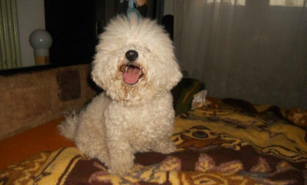 SRAMNO: Ženi iz Trstenika komunalci tražili da iz stana iseli psa rase ...