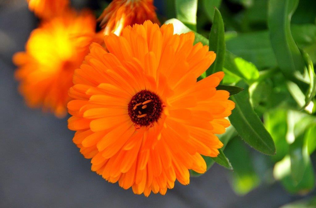 SAD POSADITE, NA LETO ĆETE MU DIĆI SPOMENIK: Ne osvaja samo lepotom ...