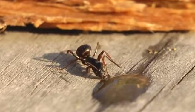 (VIDEO) U ALKOHOLU NESTAO: Mali mrav, ali veliki kapacitet! | Kurir