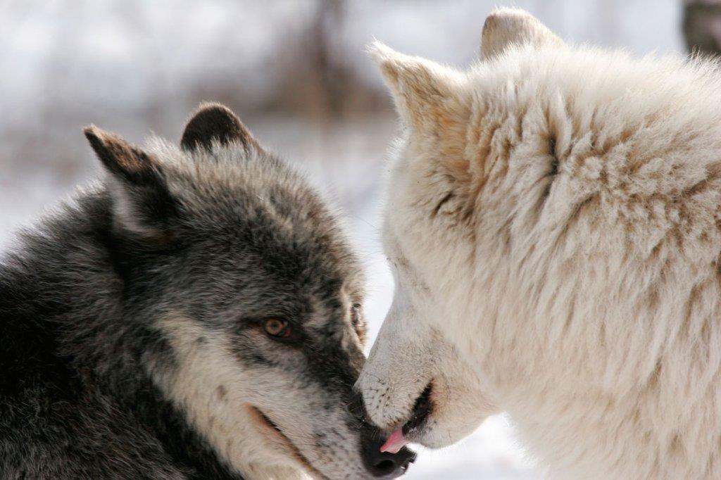 Vukovi iz Černobilja razvili posebnu moć | Kurir