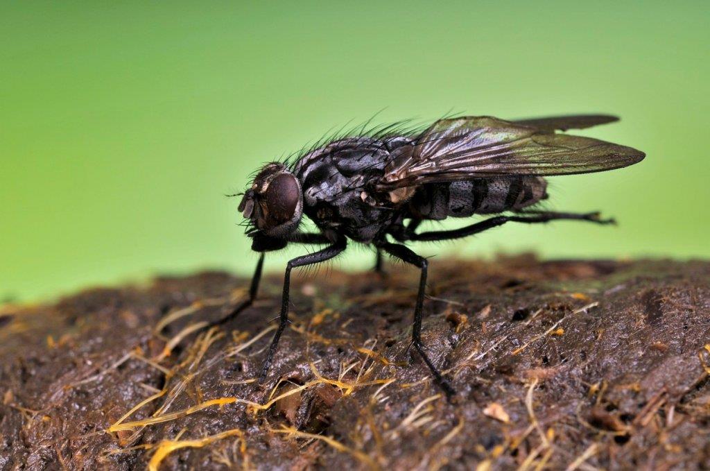 OPREZ! ČUVAJTE SE OVE KRVOPIJE: Ujed muve klintonke nije šala! | Kurir