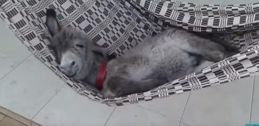 (VIDEO) ZAVALIO SE, ŠTA MU TEŠKO: Pogledajte kako se magarence ljulja u ...