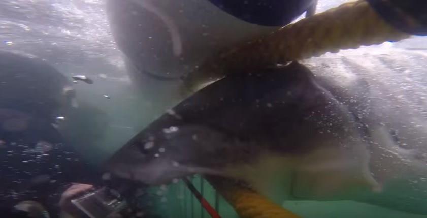 OVO JE SVETSKA PRESTONICA NAPADA AJKULA: Ugrizi predatora ovde su 10 puta češći nego bilo gde ...