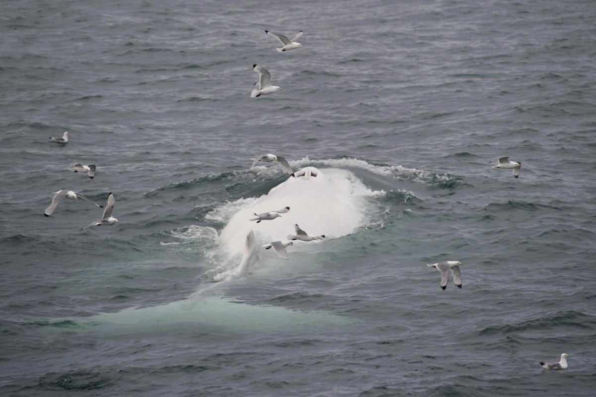 (VIDEO) RETKI BELI KIT ULOVLJEN OBJEKTIVOM: Veliki sisar primećen kod ...