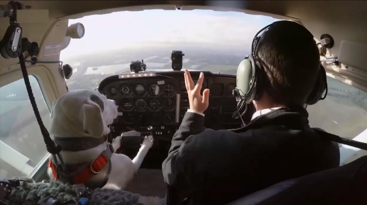 (VIDEO) Pilot sa četiri noge: Evo kako izgleda kada pas upravlja avionom | Kurir