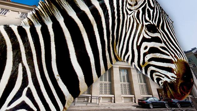 ZAINATIO SE KAO KONJ AFRIČKIH SAVANA: Austrija dobila prvog građanina ...