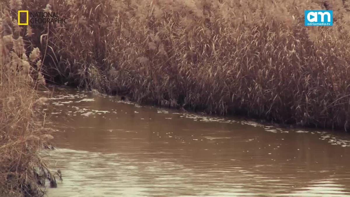 Borska reka: Jedna od najzagađenijih u Evropi! | Kurir