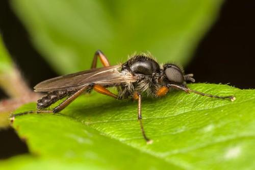 NAJEZDA KLINTONKI KAD IM VREME NIJE...OPREZ! Od ujeda ove BUBE dobićete ...