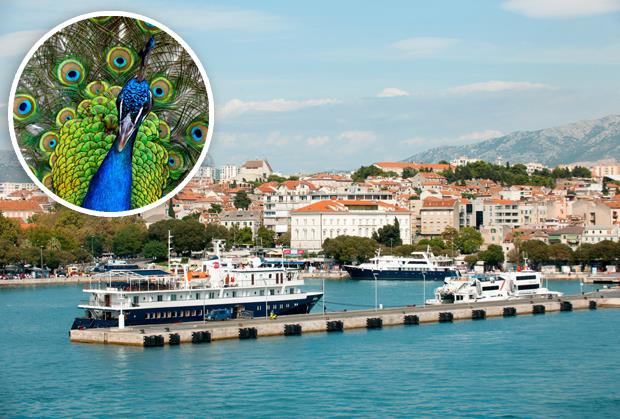 VOJNI PAUNOVI DANIMA TERORIŠU SPLIĆANE: Lepe ptice su noćna mora, ljudi ...