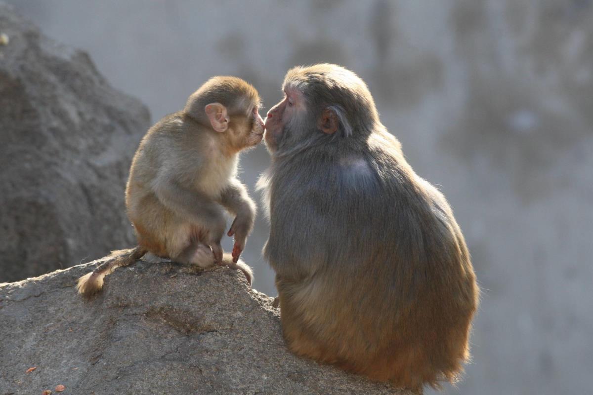 VESELJE U JAGODINSKOM ZOO-VRTU: Japanski makaki majmuni dobili majmunče ...