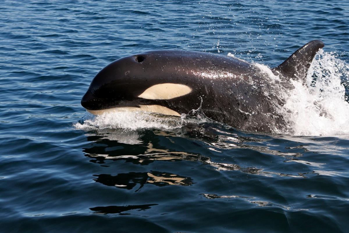 KITOVI UBICE NE PRESTAJU SA NAPADIMA NA MEDITERANU: Potopili JAHTU od ...