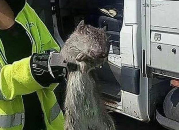 (FOTO) KRALJ PACOVA: Džinovski glodari iz Švedske šokirali planetu | Kurir