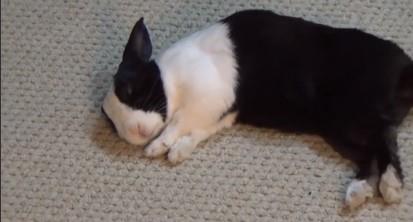 (VIDEO) ZEC, A SPAVA KAO MEDVED! Pogledajte koliko dugo ga ukućani bude ...