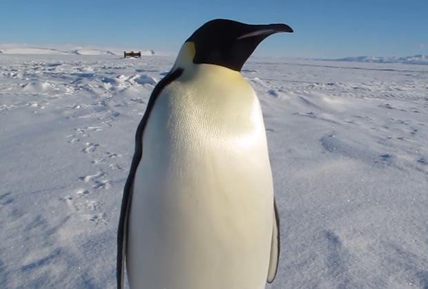 (VIDEO) CARSKI PINGVIN KAO PRAVI GLUMAC: Pogledajte šta sve ume da radi ...