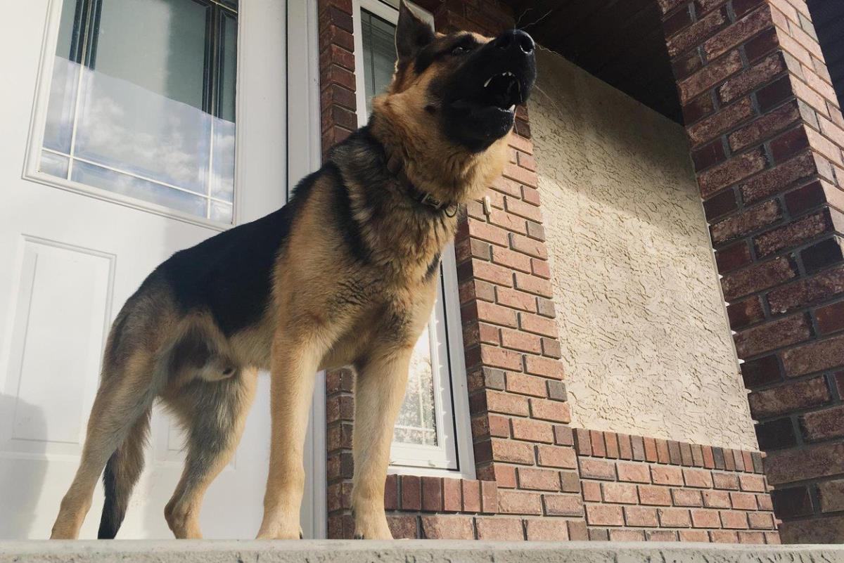 RUSKI PAS OSVETIO VLASNICU: Njen ubica nije računao da će životinja ...