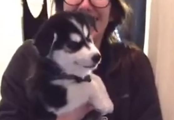 JE L' ON TO PEVA ILI KUKA? Maleni haski ne zaklapa, a svi se valjaju od ...