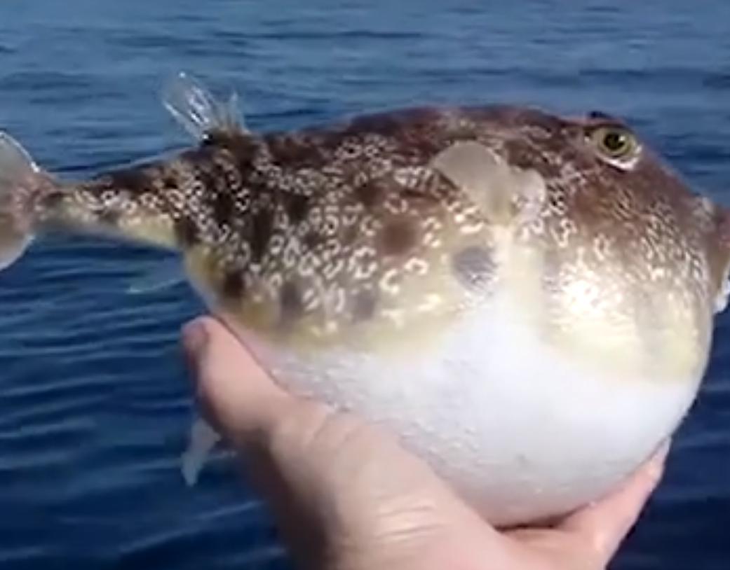 KAKVO ČUDO OD RIBE: Čim se izvadi iz vode počinje da raste kao BALON, a ...