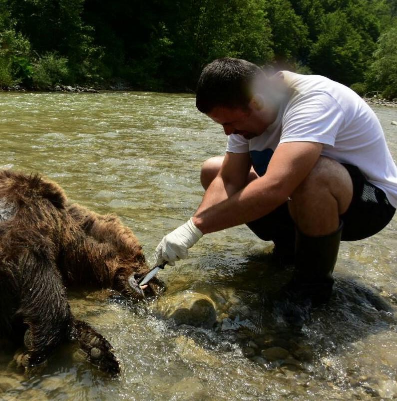 VETERINARI UTVRDILI: Mrki medved pronađen u reci Tari je ubijen, a radi ...