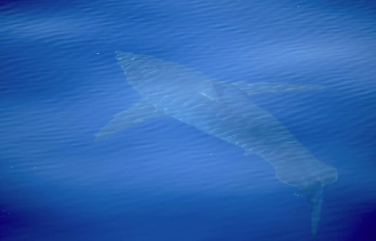 MORSKA ZVER DOŠLA I DO MEDITERANA: Velika bela ajkula od 5 metara prvi put uočena kod Španije ...