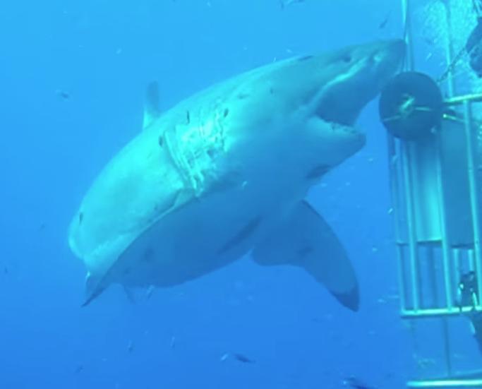 NA JADRAN STIGLE OPASNE NEMANI: Dolaze iz toplijih krajeva, a među njima je i JEDNA OD ...