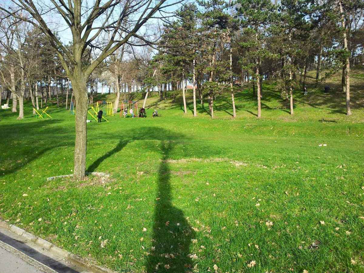 DRAMA PORED STAROG GROBLJA U NIŠU: Obrušilo se stablo lipe, stanari ...