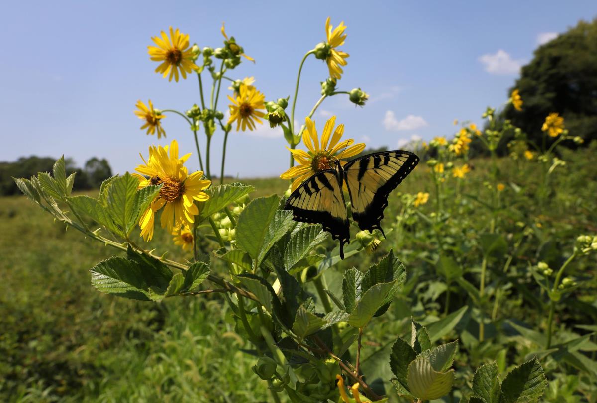 OVAJ CVET MNOGI PRESKAČU KAD GA VIDE, A NE ZNAJU DA JE ON BLAGO ...