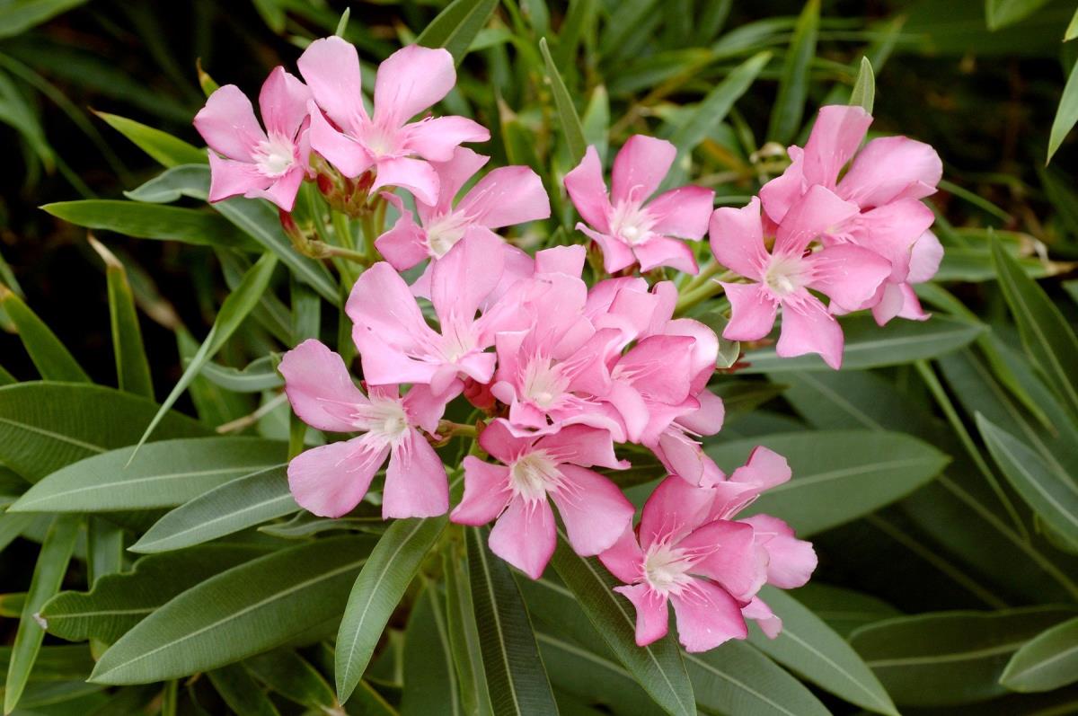 Da li je oleander otrovan | Kurir
