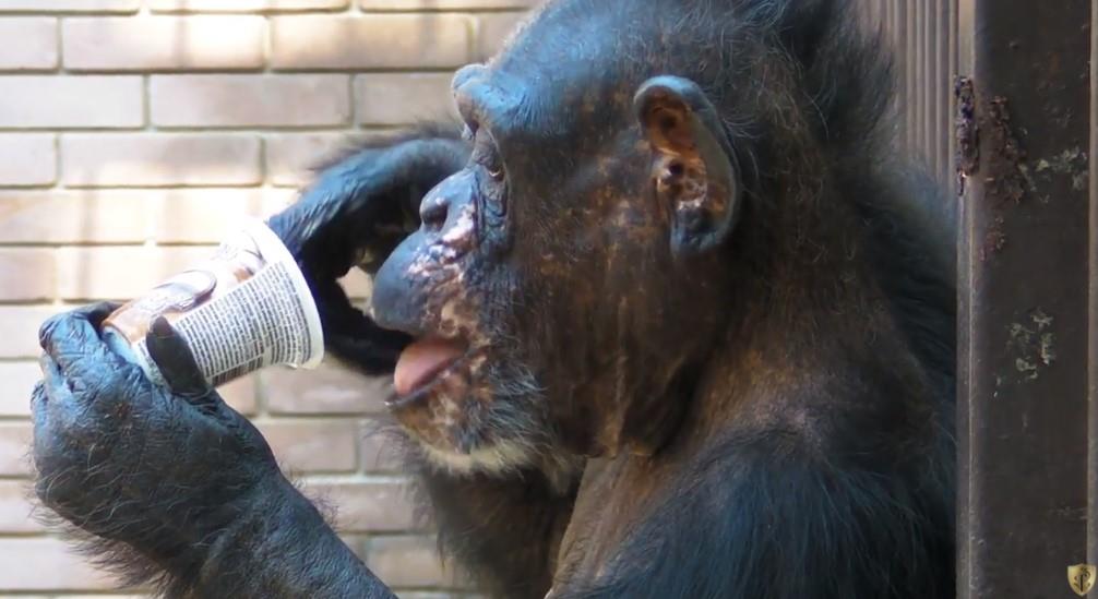 SLAVLJE U BEO ZOO-VRTU: Majmunica Monika proslavila 20. rođendan ...