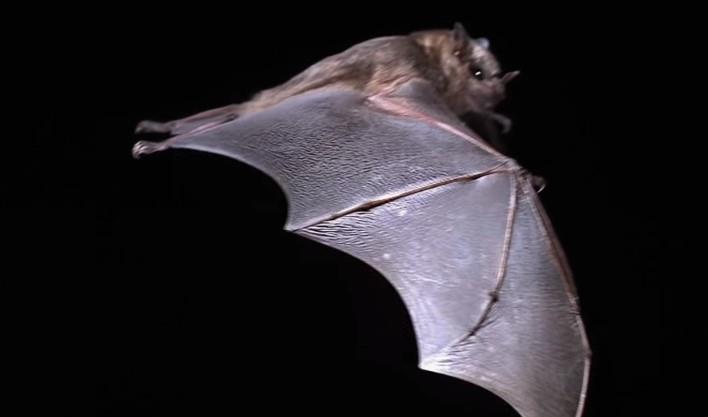 NAUČNICI POTVRDILI DA SU SLEPI MIŠEVI POVEZANI SA KORONOM: U ovoj ...