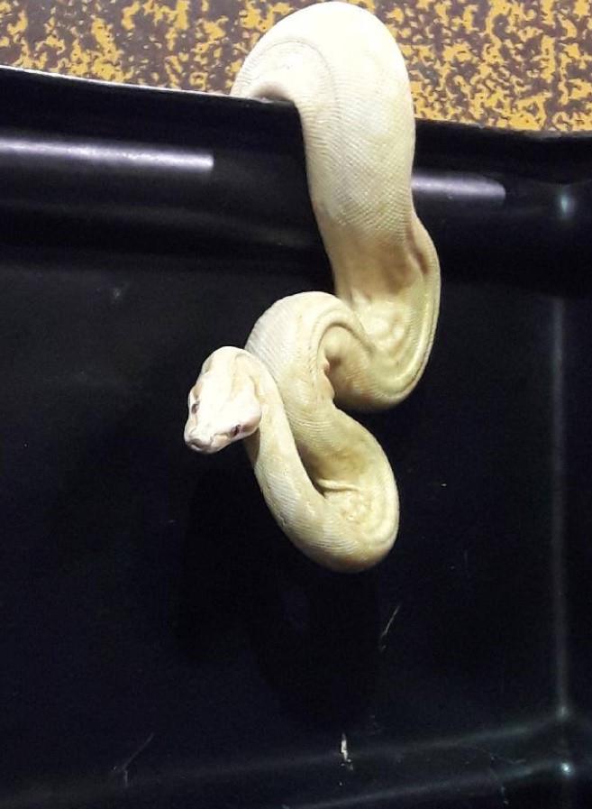 ZMIJA NA POKLON: Radnik našao albino PITONA sklupčanog u gomili ...