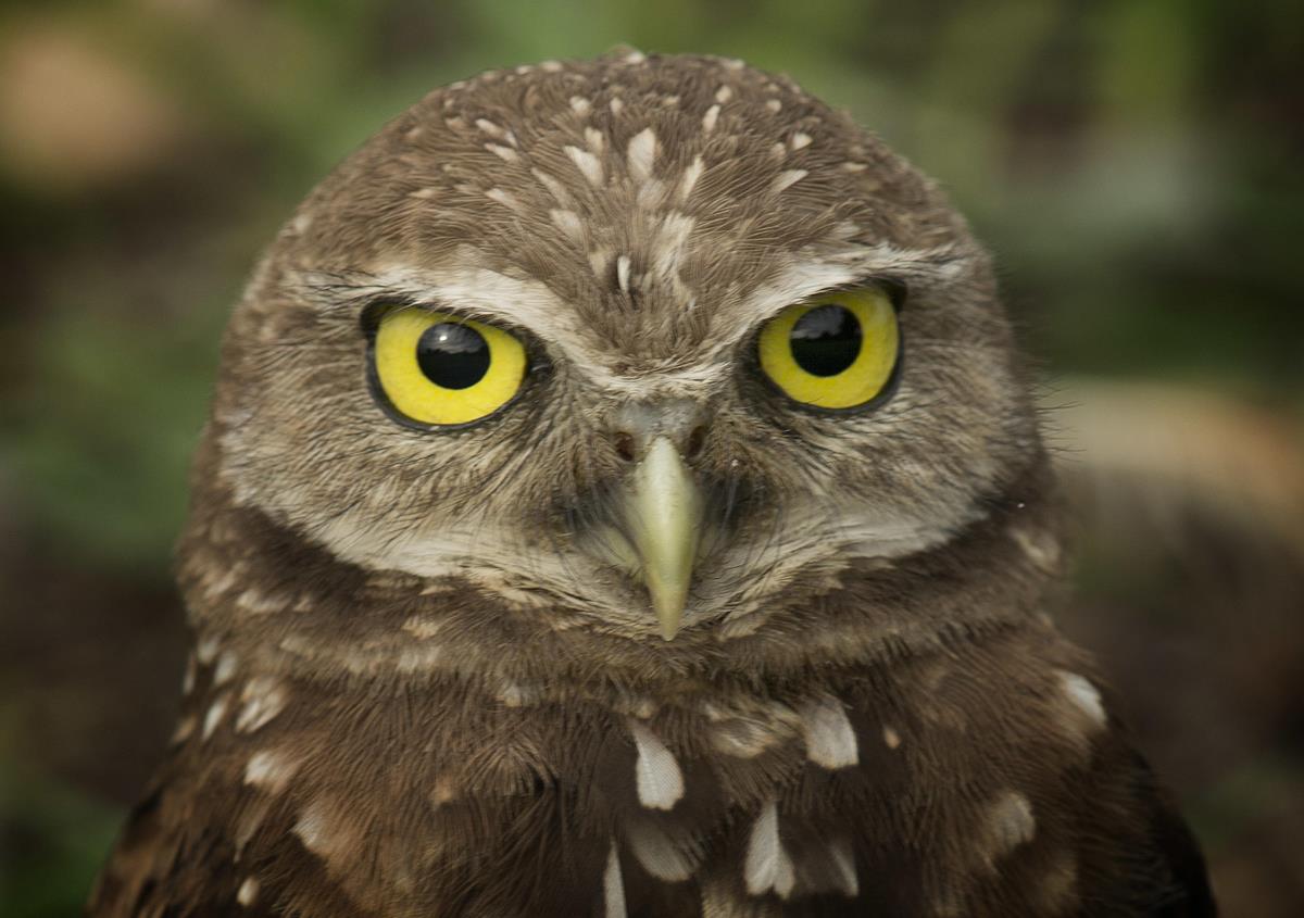 IZABERITE SOVU I SAZNAJTE ŠTA ONA KAŽE O VAŠOJ LIČNOSTI: One su simbol ...