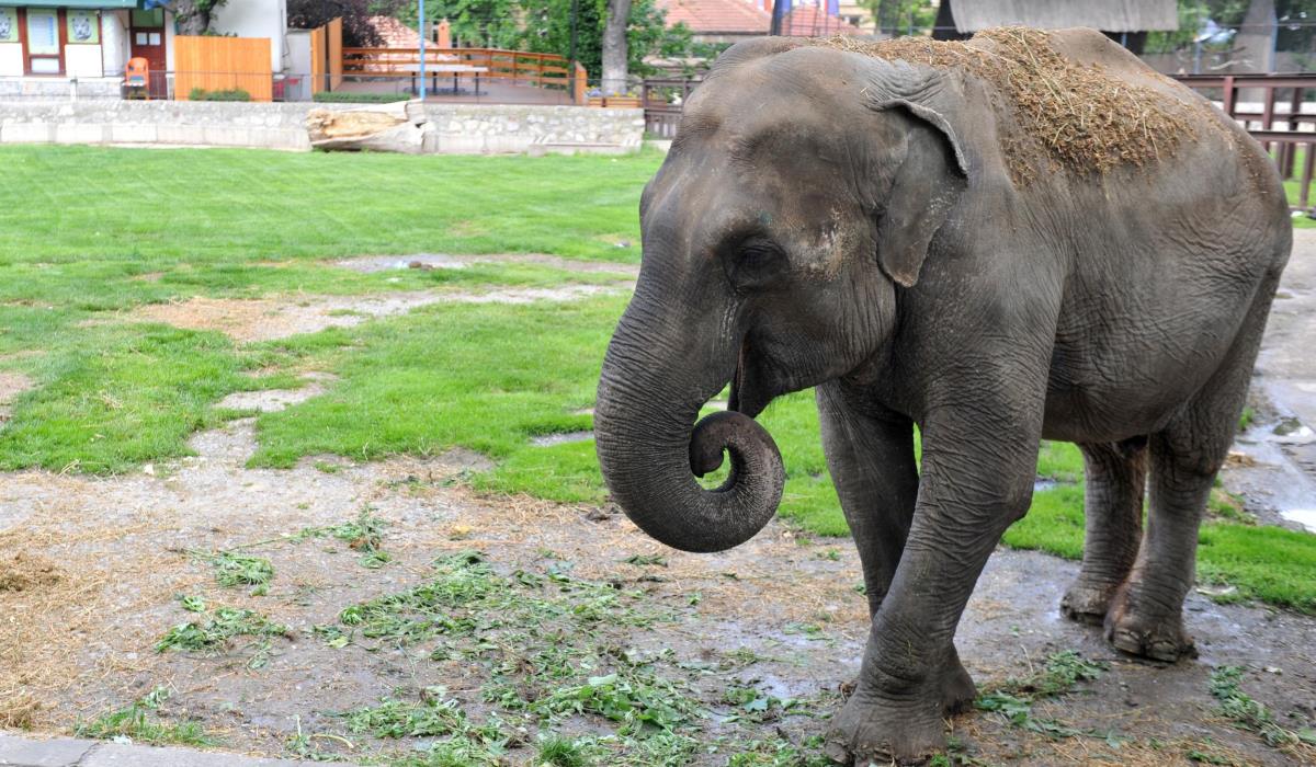 Ko je bila slonica Tvigi | Kurir