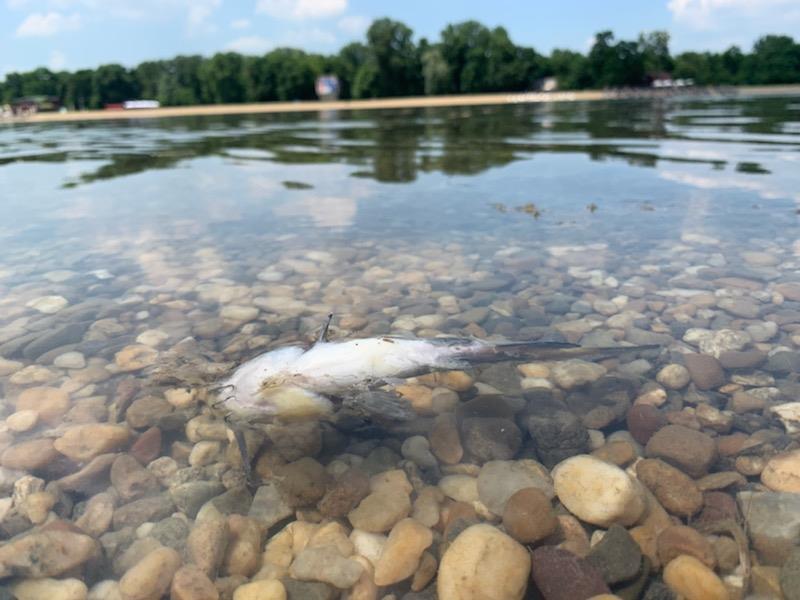 PRLJAVA I MUTNA VODA NA ADI CIGANLIJI: Mrtve ribe plutaju po vodi | Kurir