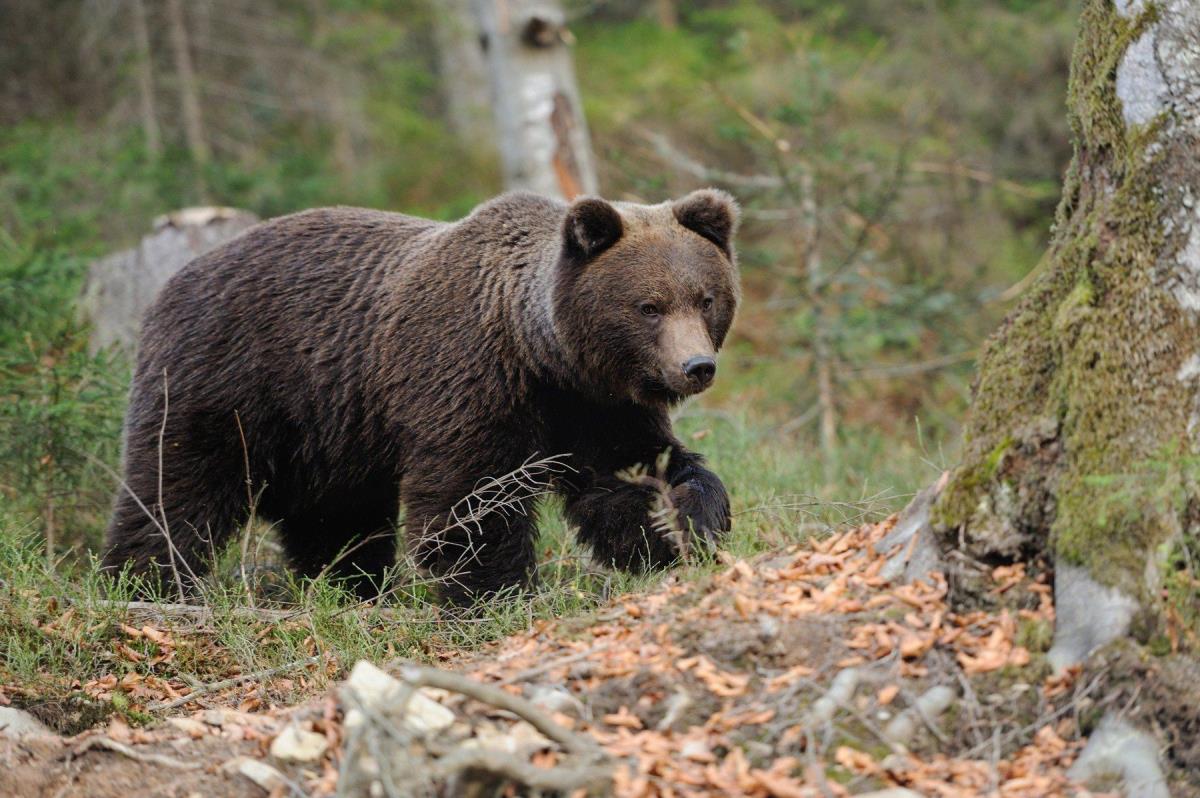 Medved ušao u selo kod Gusinja | Kurir