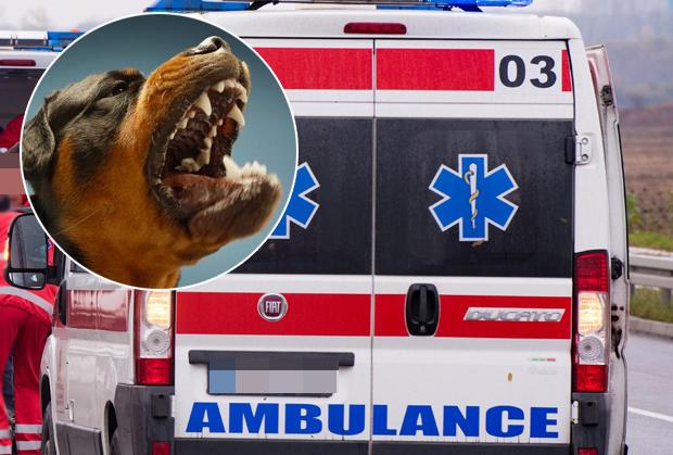 Krvoločni pas napao medicinsku sestru i unakazio joj lice: Meštani ogorčeni: Šta bi bilo da je ...