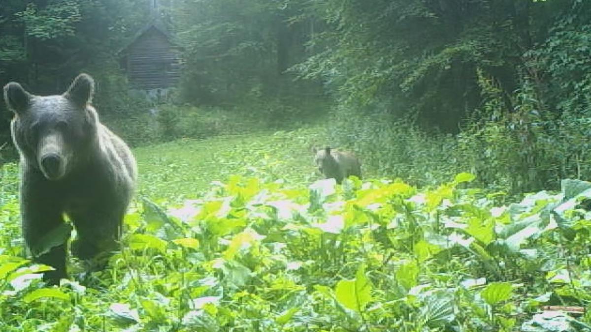 BRITANCI I RUSI LUDI ZA OVOM TUROM NA TARI: Za 6.000 dinara možete iz ...